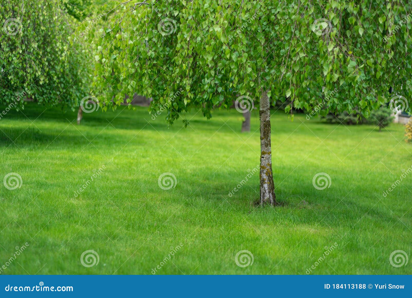 Small Birch Tree in the Garden Stock Photo - Image of botany, dirt ...