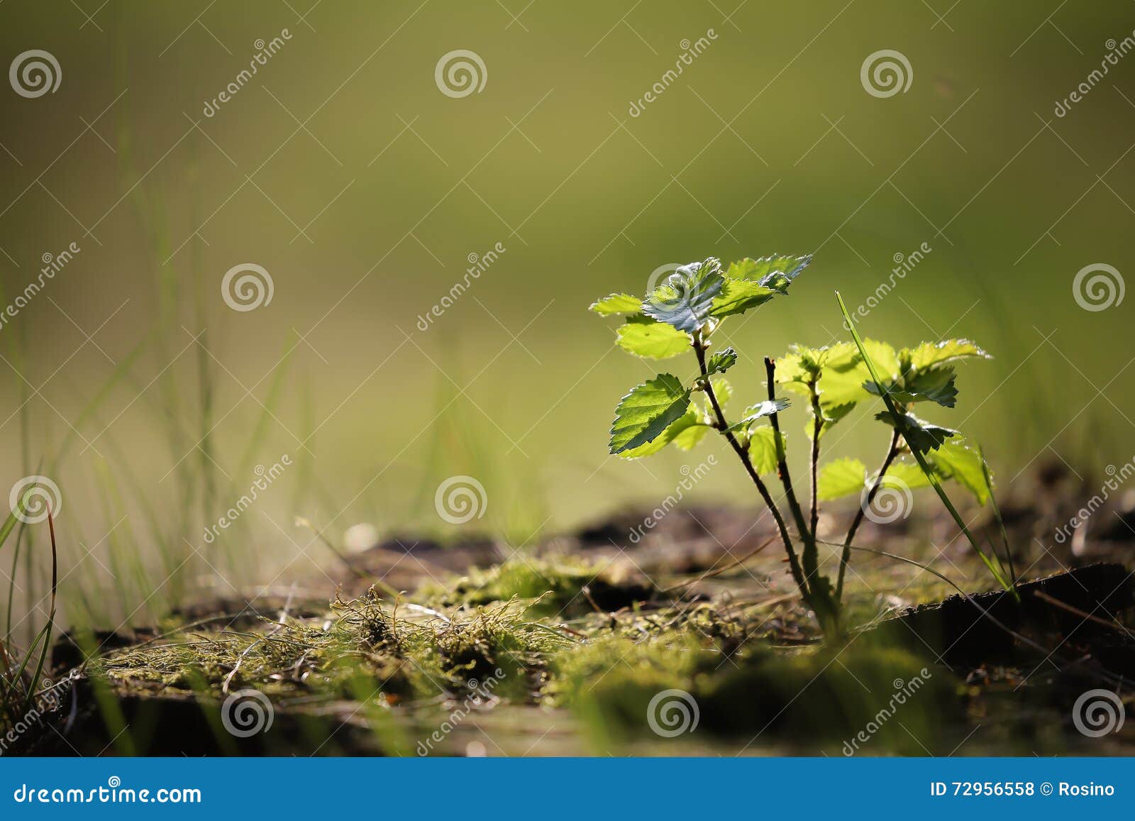 Small birch stock photo. Image of close, plants, foliage - 72956558