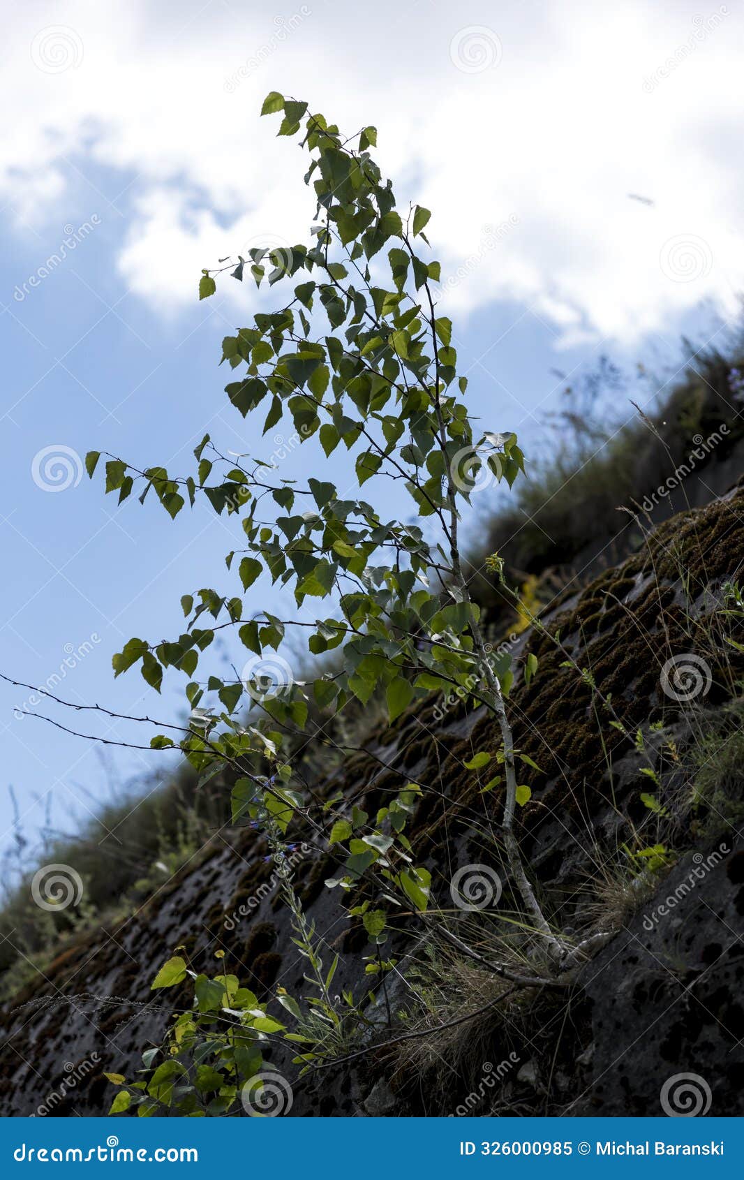 A Small Birch Tree Growing on a Steep Slope Stock Image - Image of wall ...