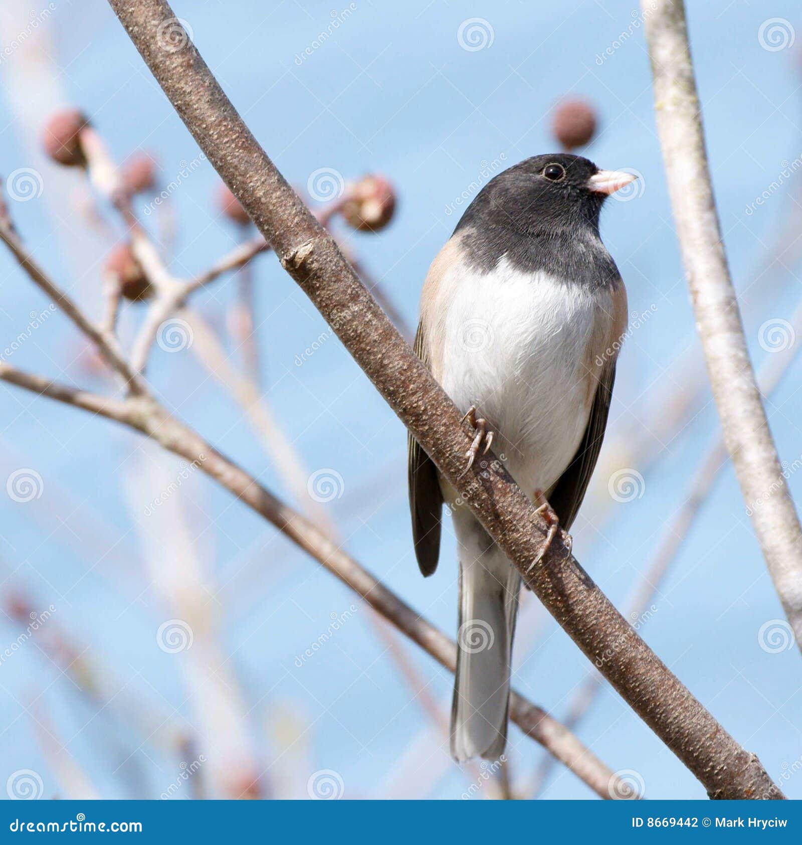 Small Bird stock photo. Image of beak, small, resting - 8669442