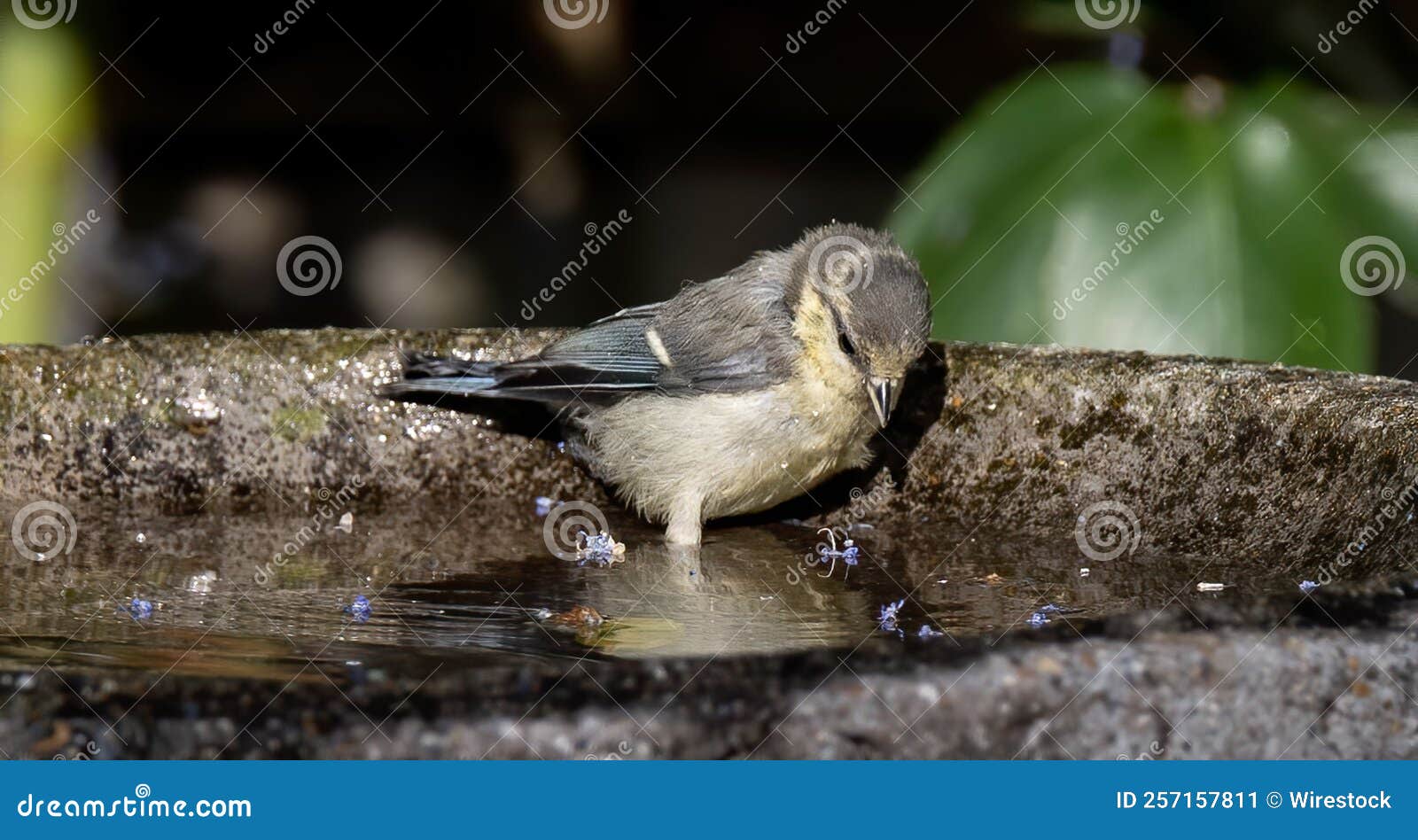 Small Bird Bathing on the Bird Bath Stock Image - Image of bathroom ...