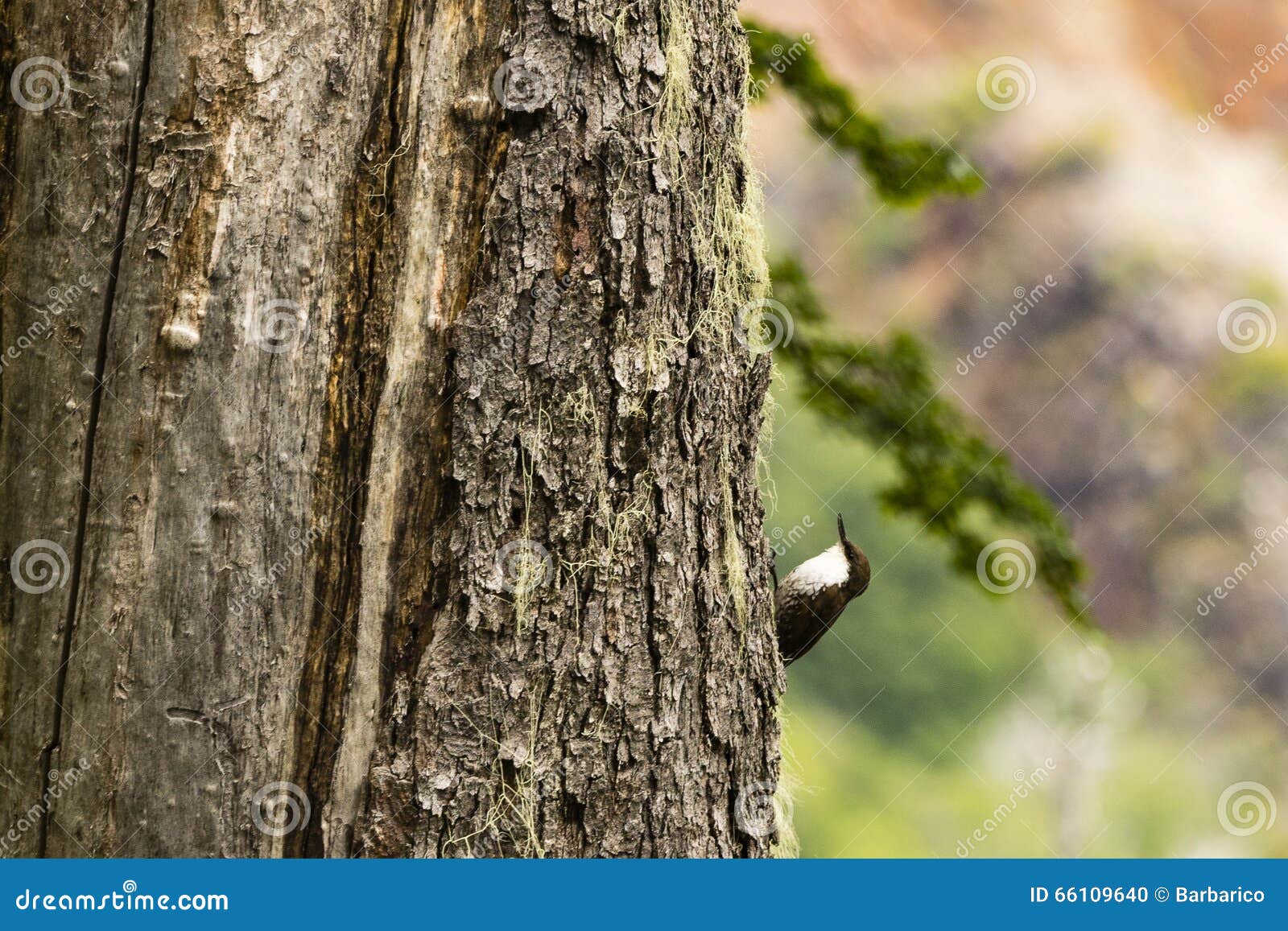 Bariloche Bird Called Bandurria Austral Theristicus Melanopis Royalty ...