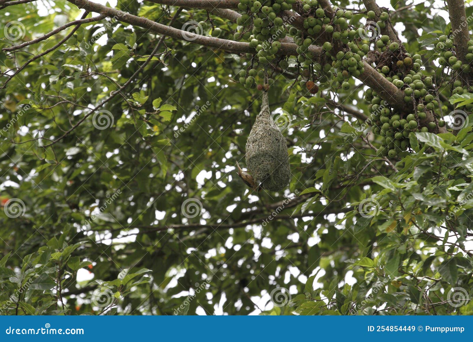 The Small Bird is Build the Nest Bird on Tree in Nature at Thailand ...