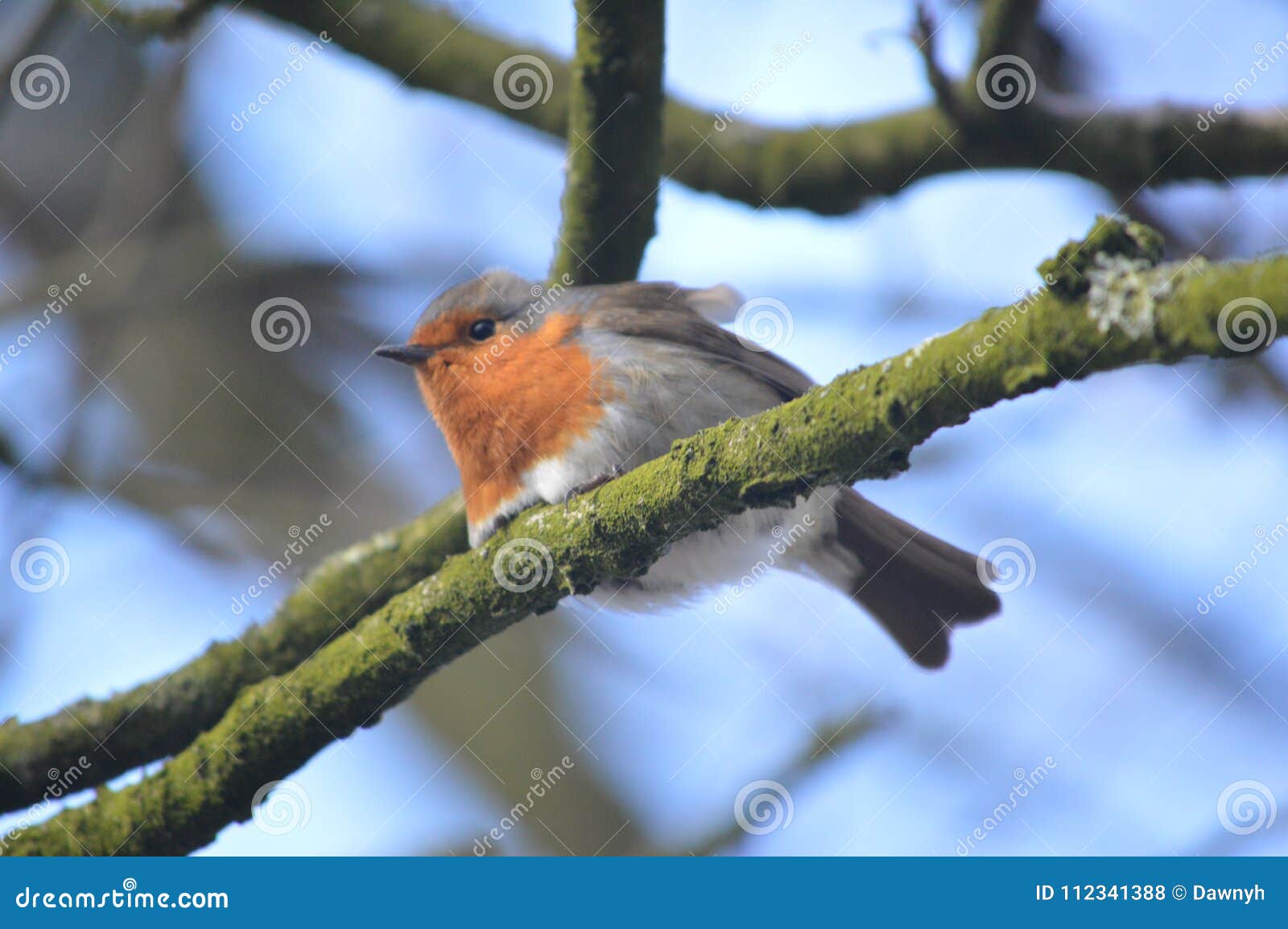 Robin Sat on a Tree with a Sky Background Stock Photo - Image of ...