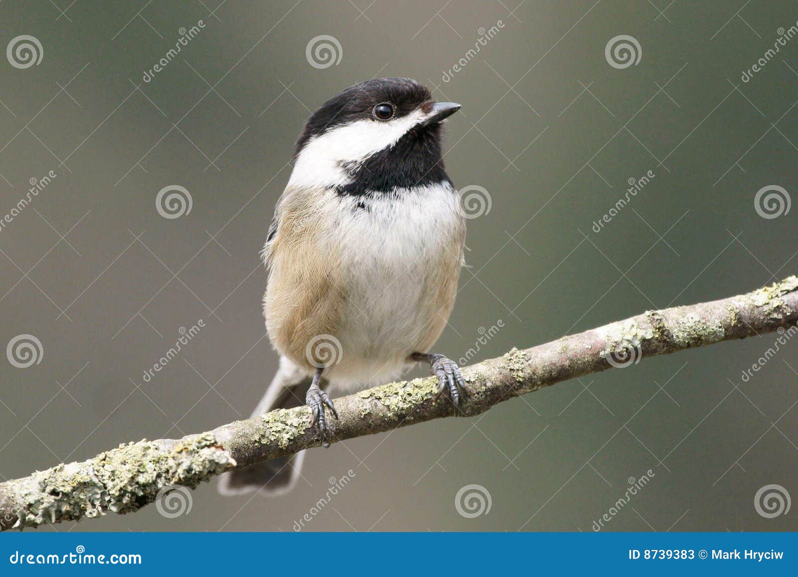 Small Bird Chickadee stock image. Image of capped, close - 8739383