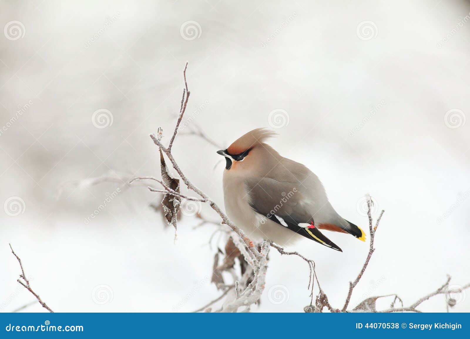 Small Bird in the Cold Winter Stock Photo - Image of nature, portrait ...