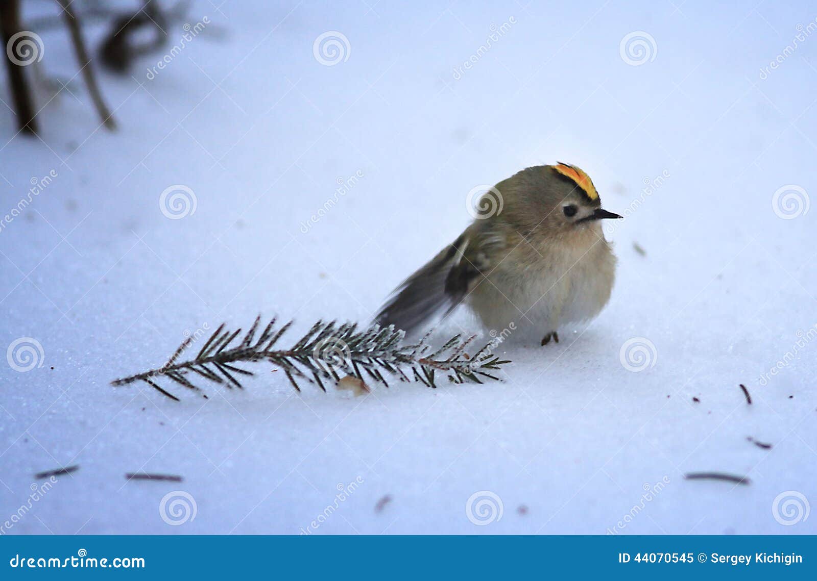 Small Bird in the Cold Winter Stock Image - Image of cute, little: 44070545