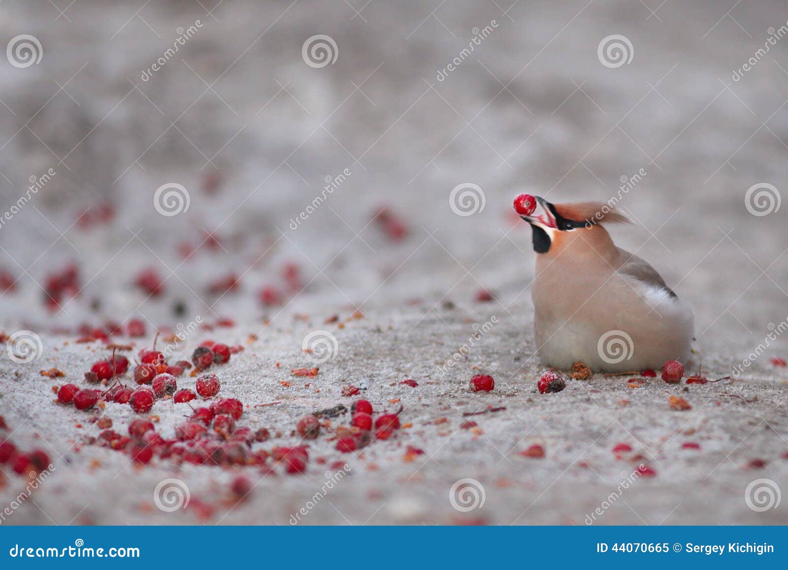 Small Bird in the Cold Winter Stock Image - Image of close, closeup ...