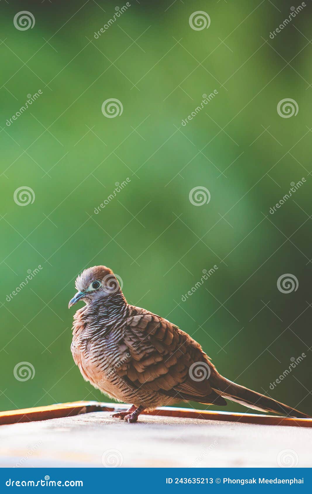 Small Bird or Dove Bird Stand on the Ground. Stock Image - Image of ...