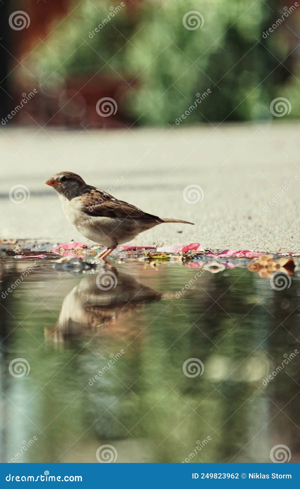 Small Bird Drinking Water in Puddle Stock Photo - Image of nature ...