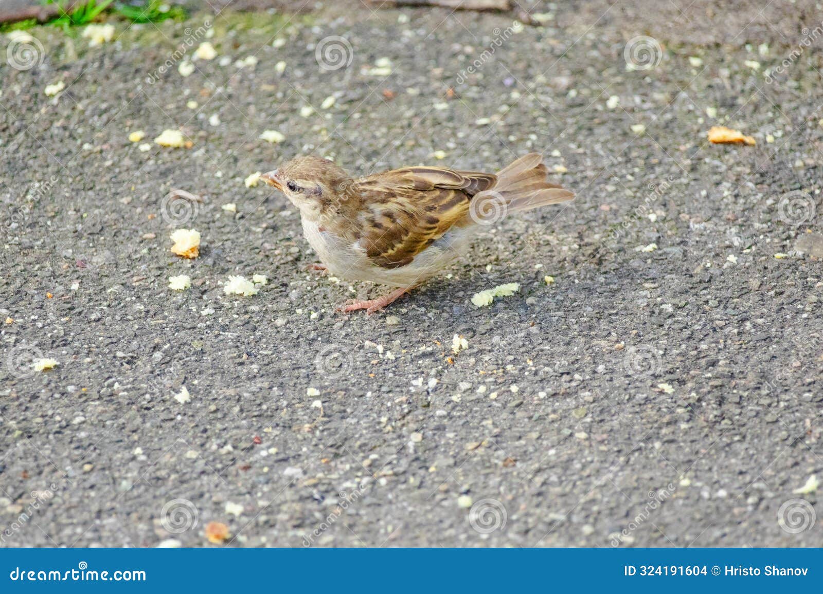 A Small Bird is Eating Food on the Ground Stock Photo - Image of ...