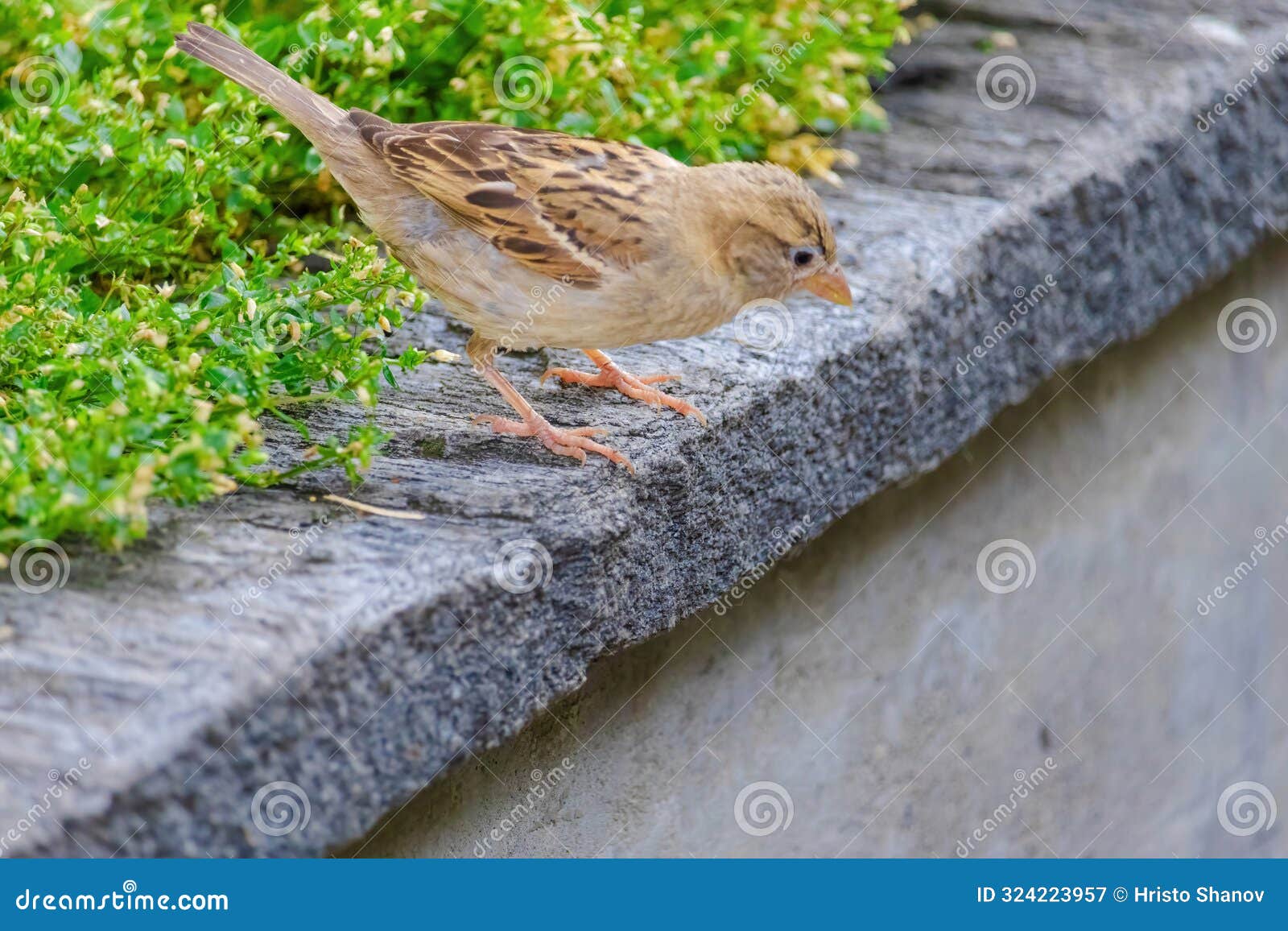 A Small Bird is Eating Food on the Ground Stock Image - Image of ...