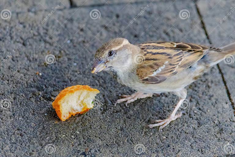 A Small Bird is Eating a Piece of Orange Bread Stock Photo - Image of ...