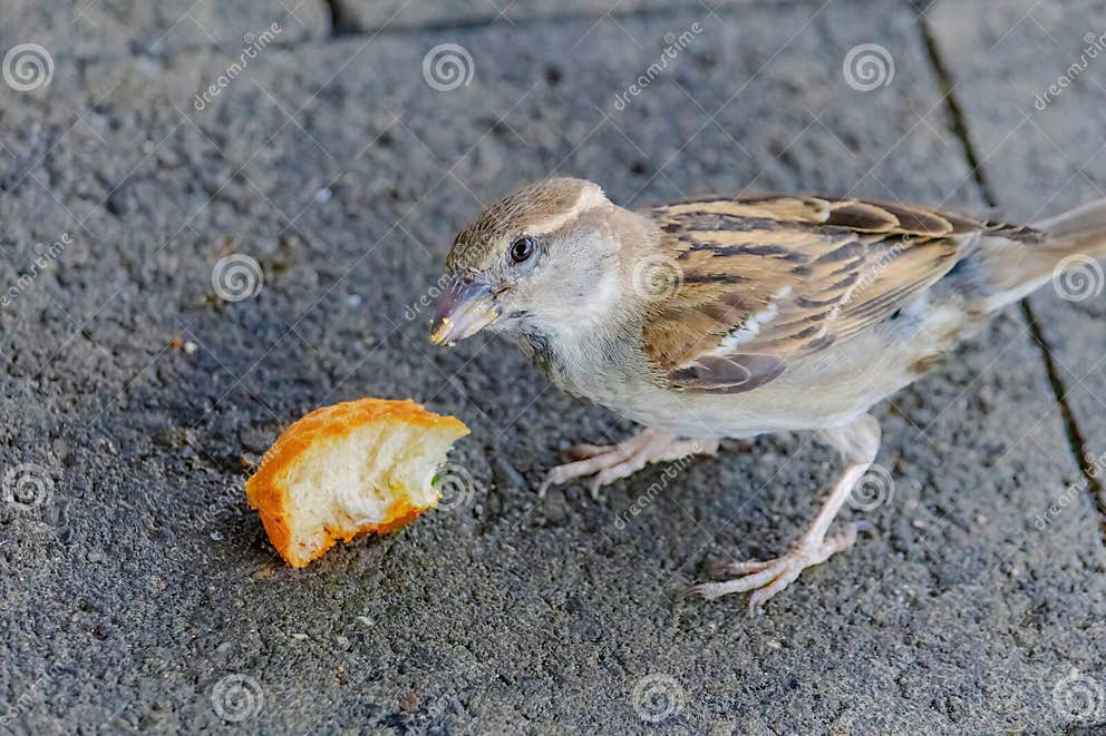 A Small Bird is Eating a Piece of Orange Bread Stock Photo - Image of ...