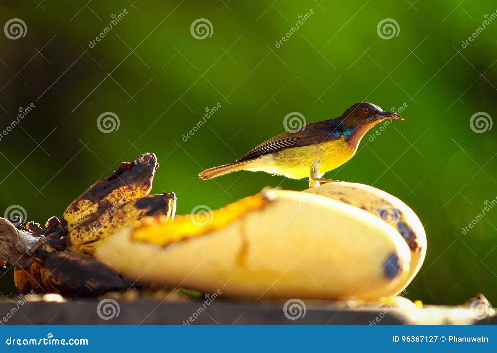Small Bird Eating Yellow Mango Fruit on Tree Stock Image - Image of ...