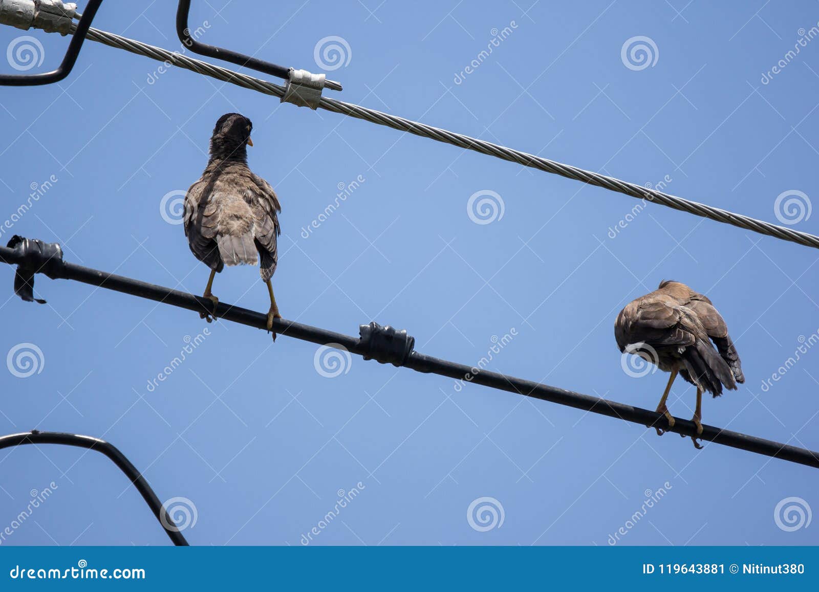Small Bird on Electricity Line Stock Image - Image of bird, green ...