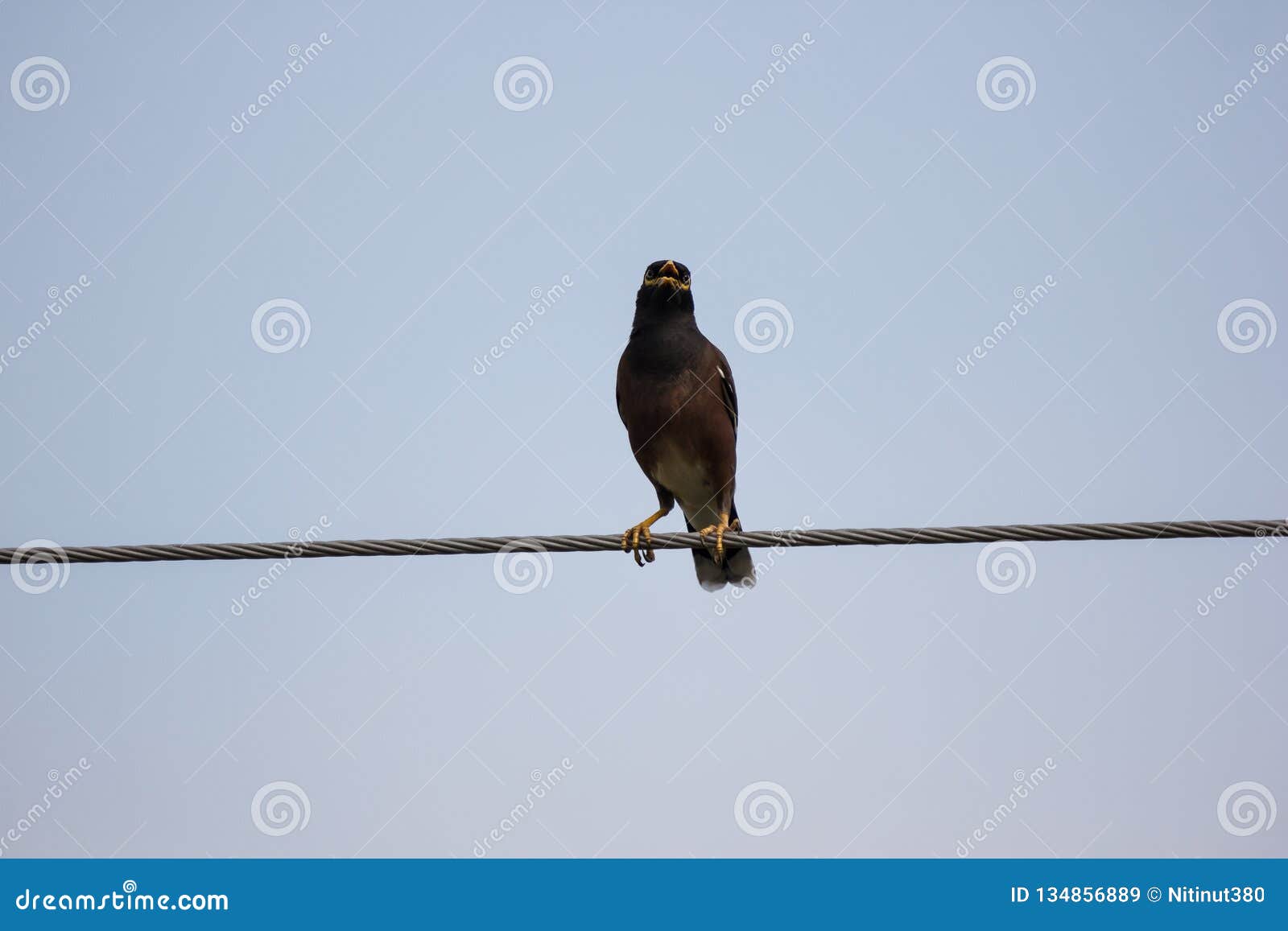Small Bird on Electricity Line Stock Image - Image of wild, starling ...