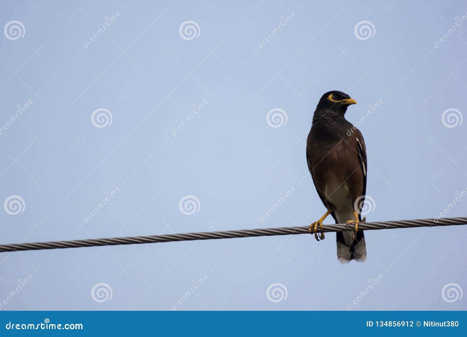 Small Bird on Electricity Line Stock Photo - Image of taipa, bird ...