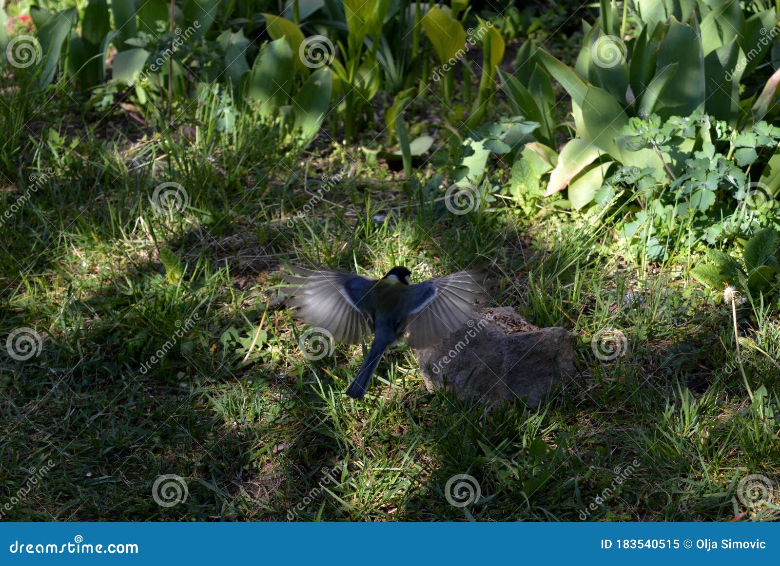 Small bird in flight stock image. Image of spring, flight - 183540515