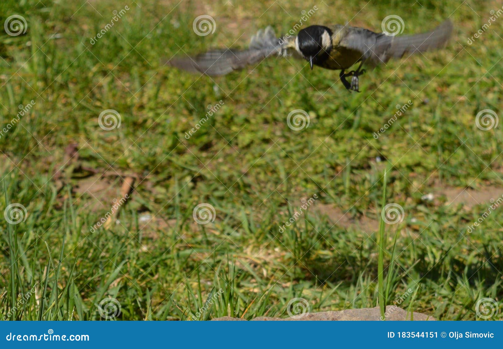 Small bird in flight stock image. Image of animal, green - 183544151
