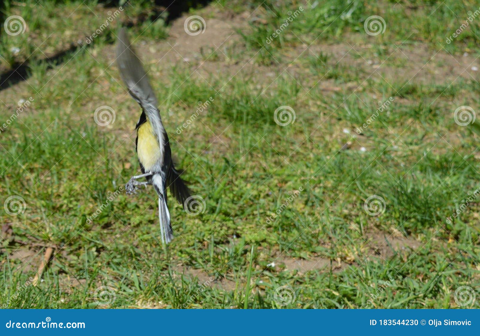 Small bird in flight stock photo. Image of grass, small - 183544230