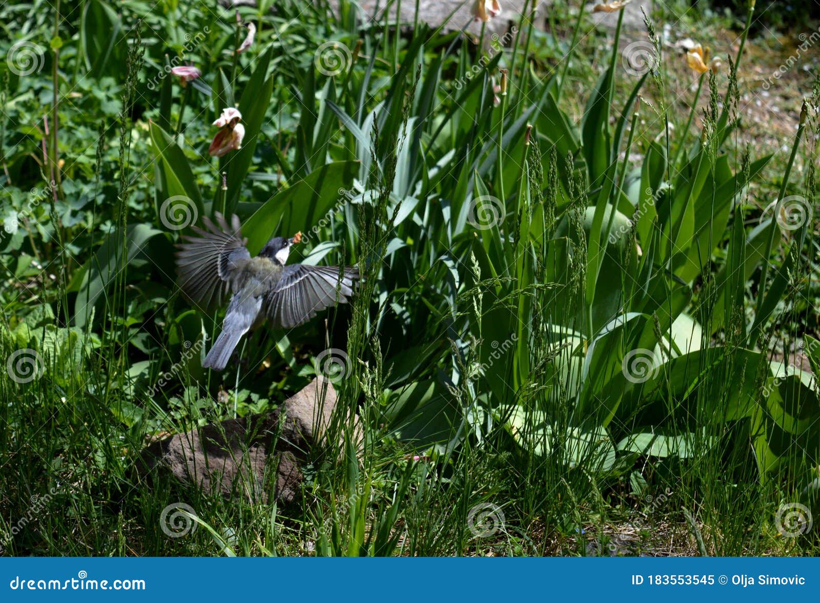 Small bird in flight stock image. Image of wings, color - 183553545