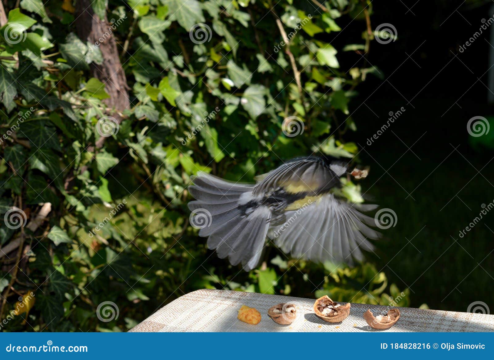 Small bird in flight stock photo. Image of plant, wings - 184828216