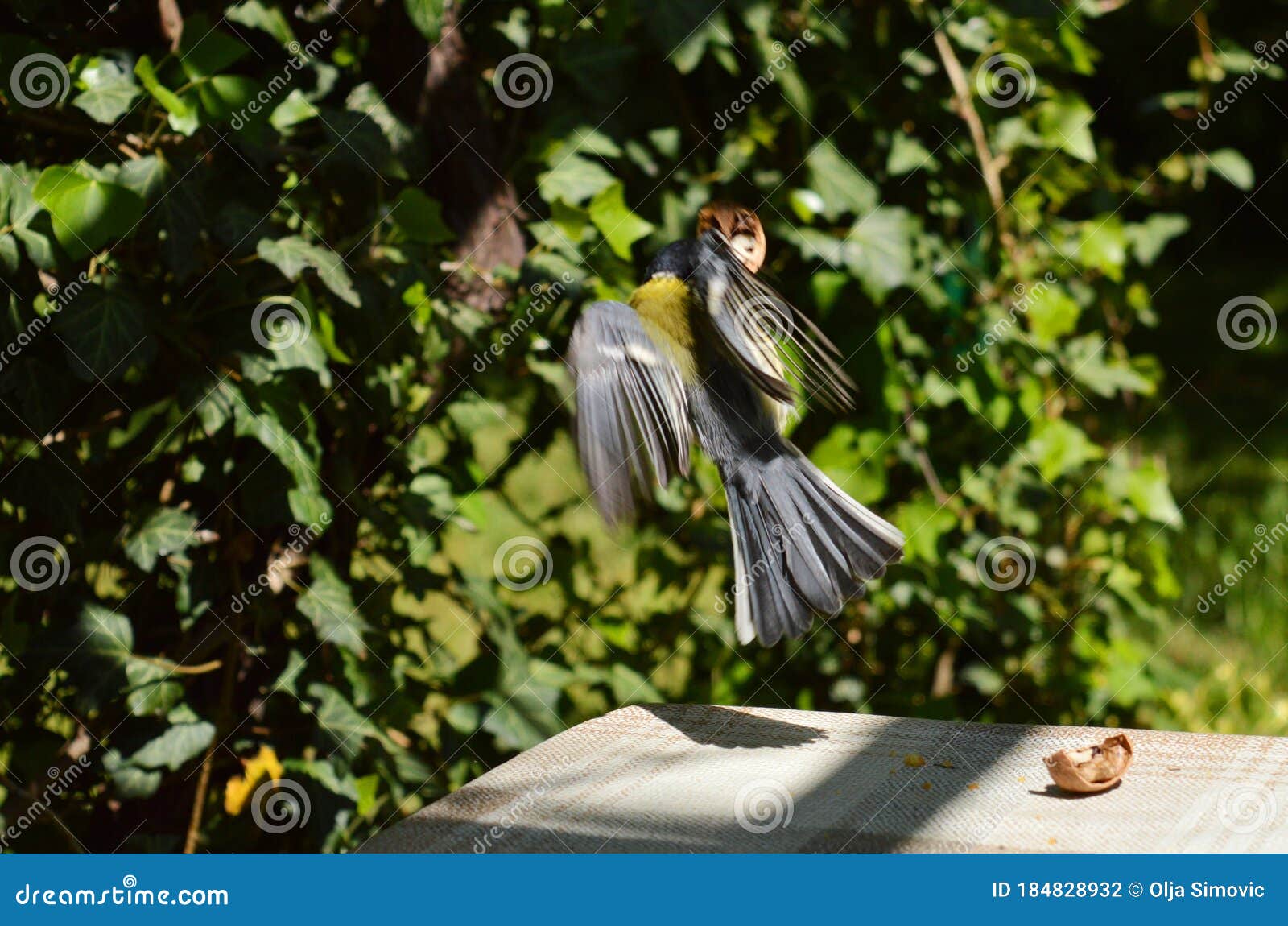 Small bird in flight stock photo. Image of animal, details - 184828932