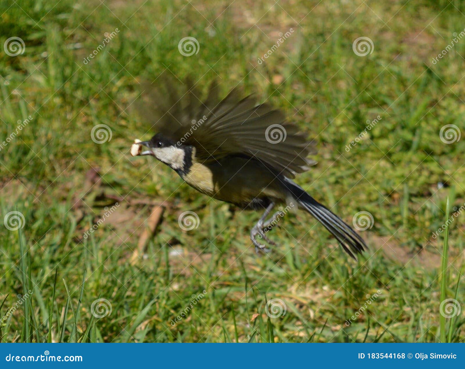 Small bird in flight stock photo. Image of green, leafs - 183544168