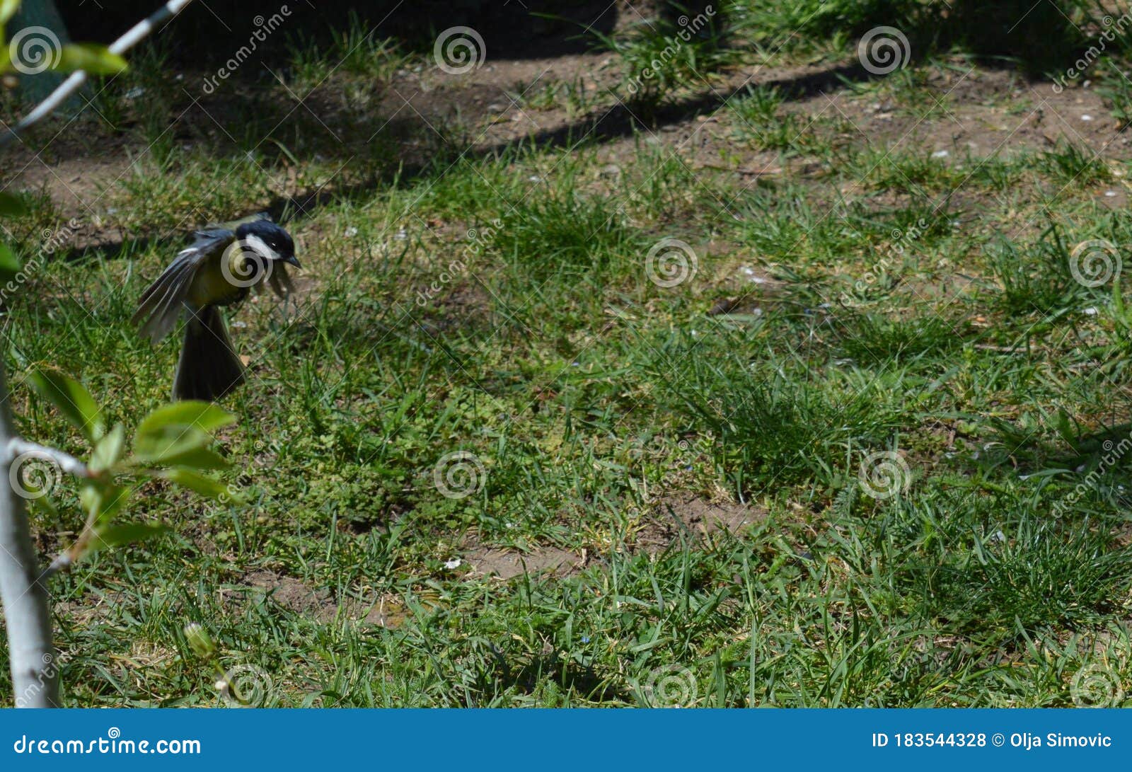 Small bird in flight stock photo. Image of animal, flight - 183544328