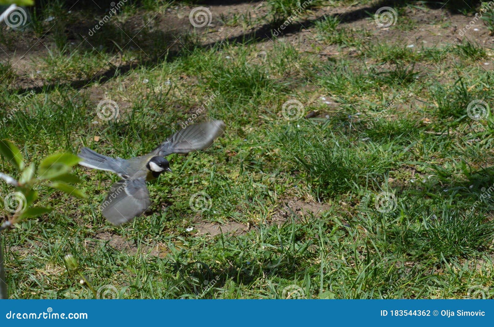 Small bird in flight stock photo. Image of spring, grass - 183544362