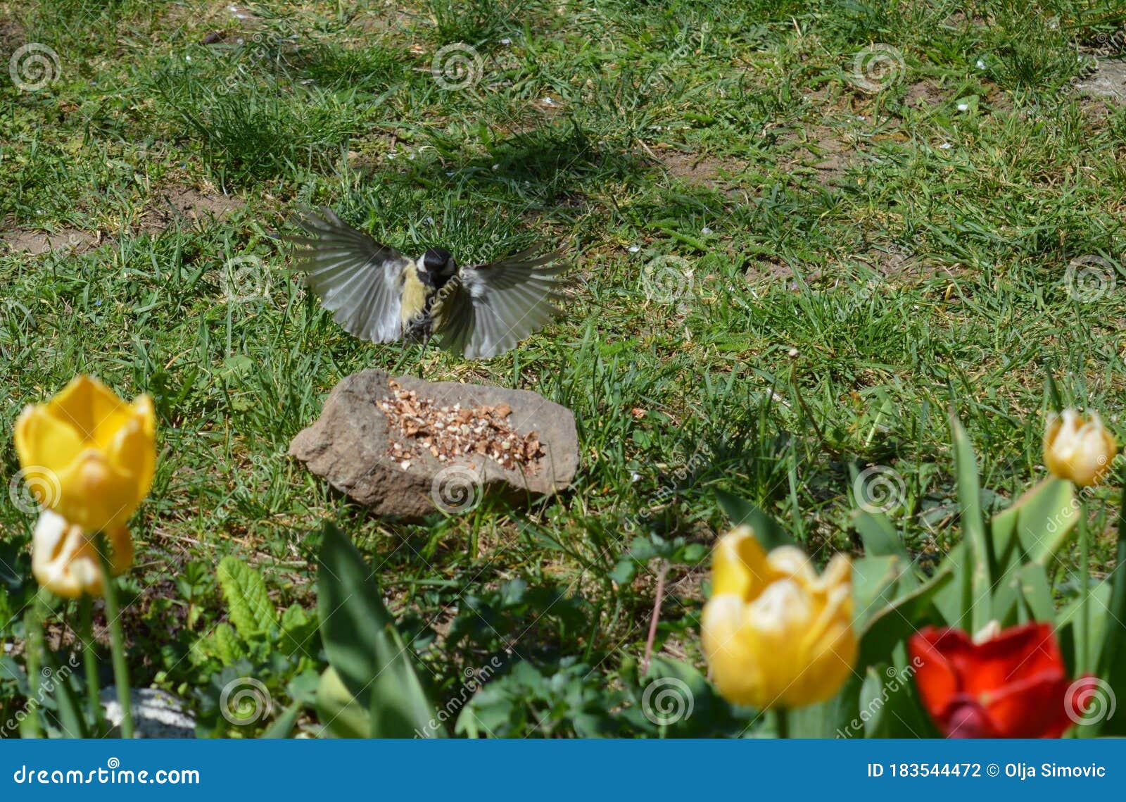 Small bird in flight stock photo. Image of green, animal - 183544472