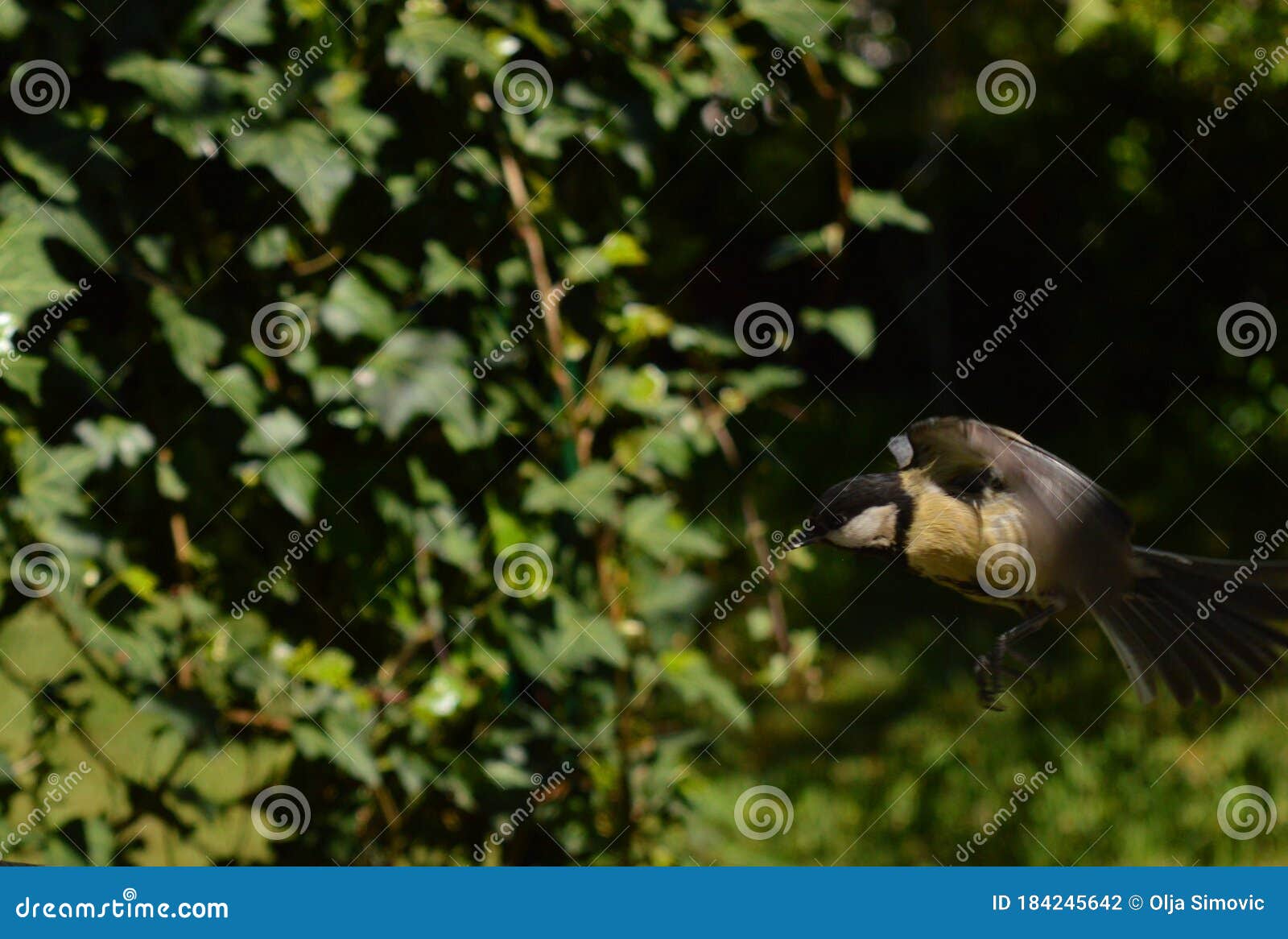 Small bird in flight stock photo. Image of spring, flight - 184245642
