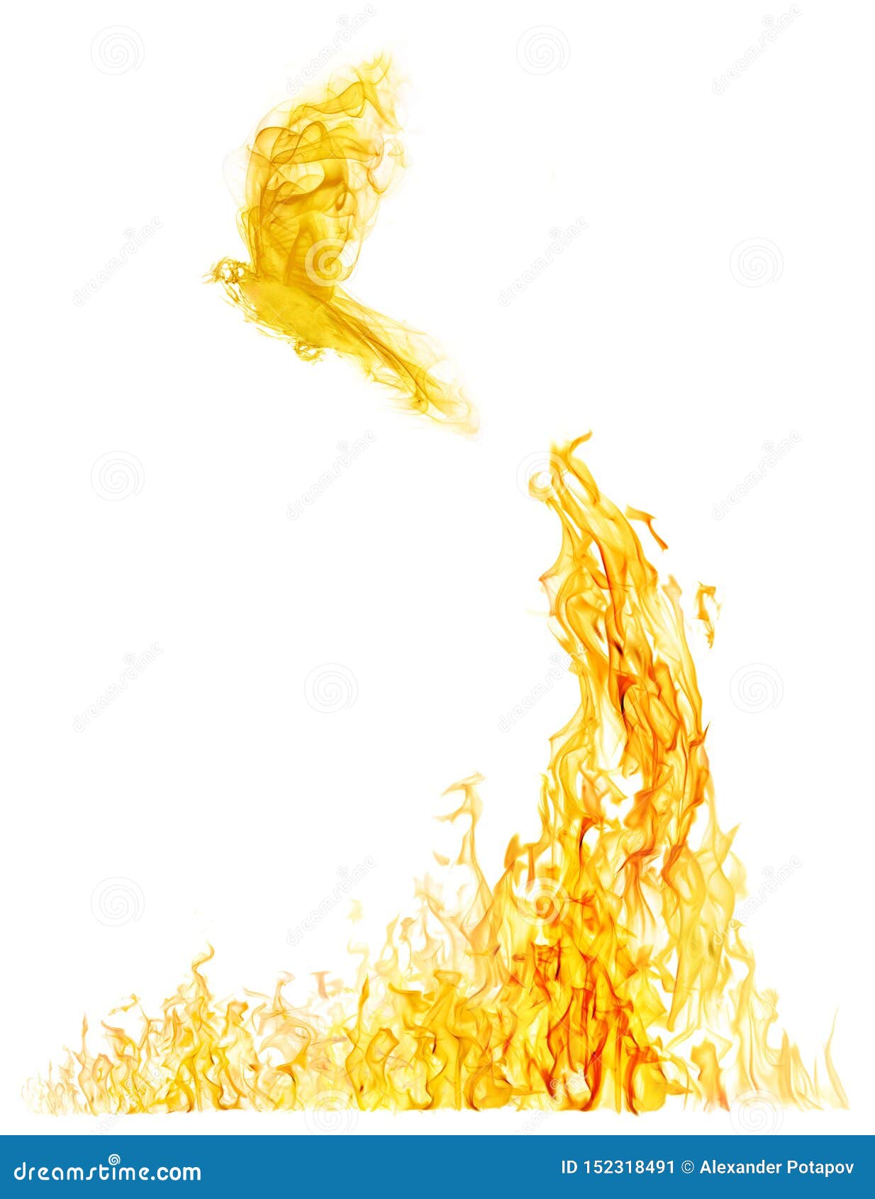 Yellow Flame Or Desert Grevillea Grevillea Eriostachya Growing In The ...