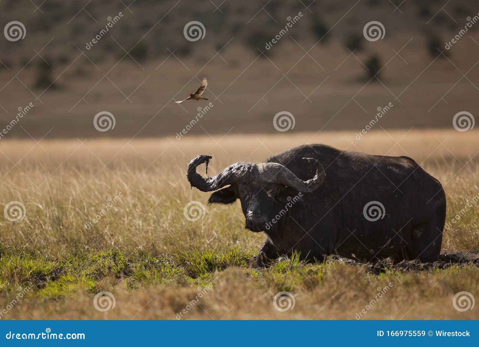 Small Bird Flying Over a Magnificent Black Buffalo in the Middle of the ...
