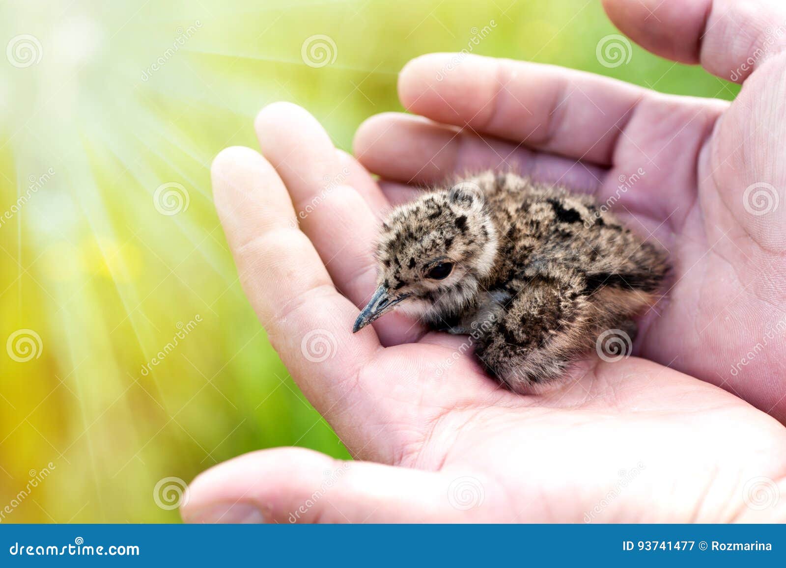 Small Bird on Hands and Sunlight Stock Image - Image of animal, love ...