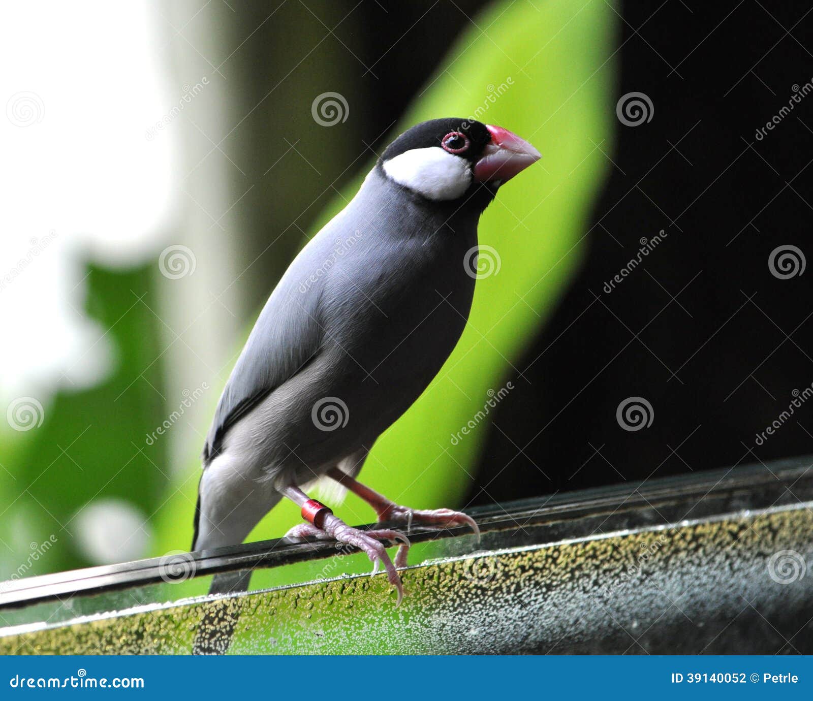 Small Bird on the Ledge of the Balcony Stock Photo - Image of tropic ...