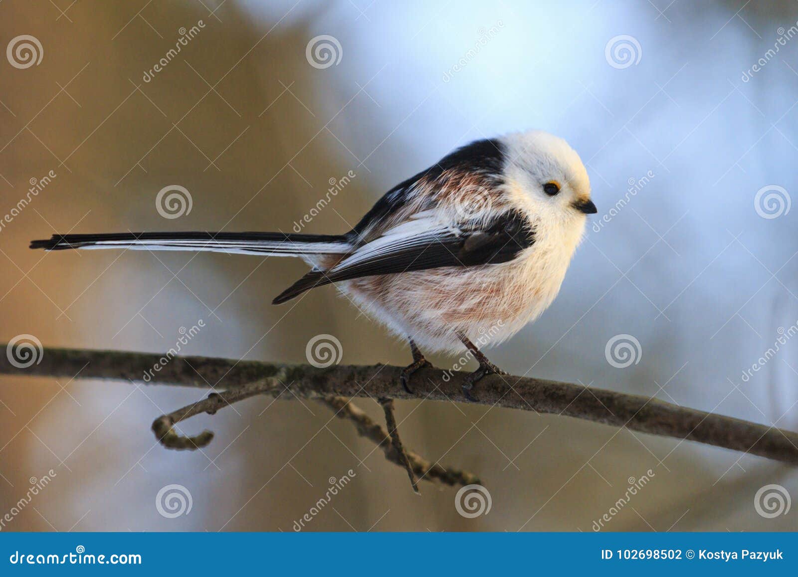 Small Bird with a Long Tail Stock Photo - Image of british, longtailed ...