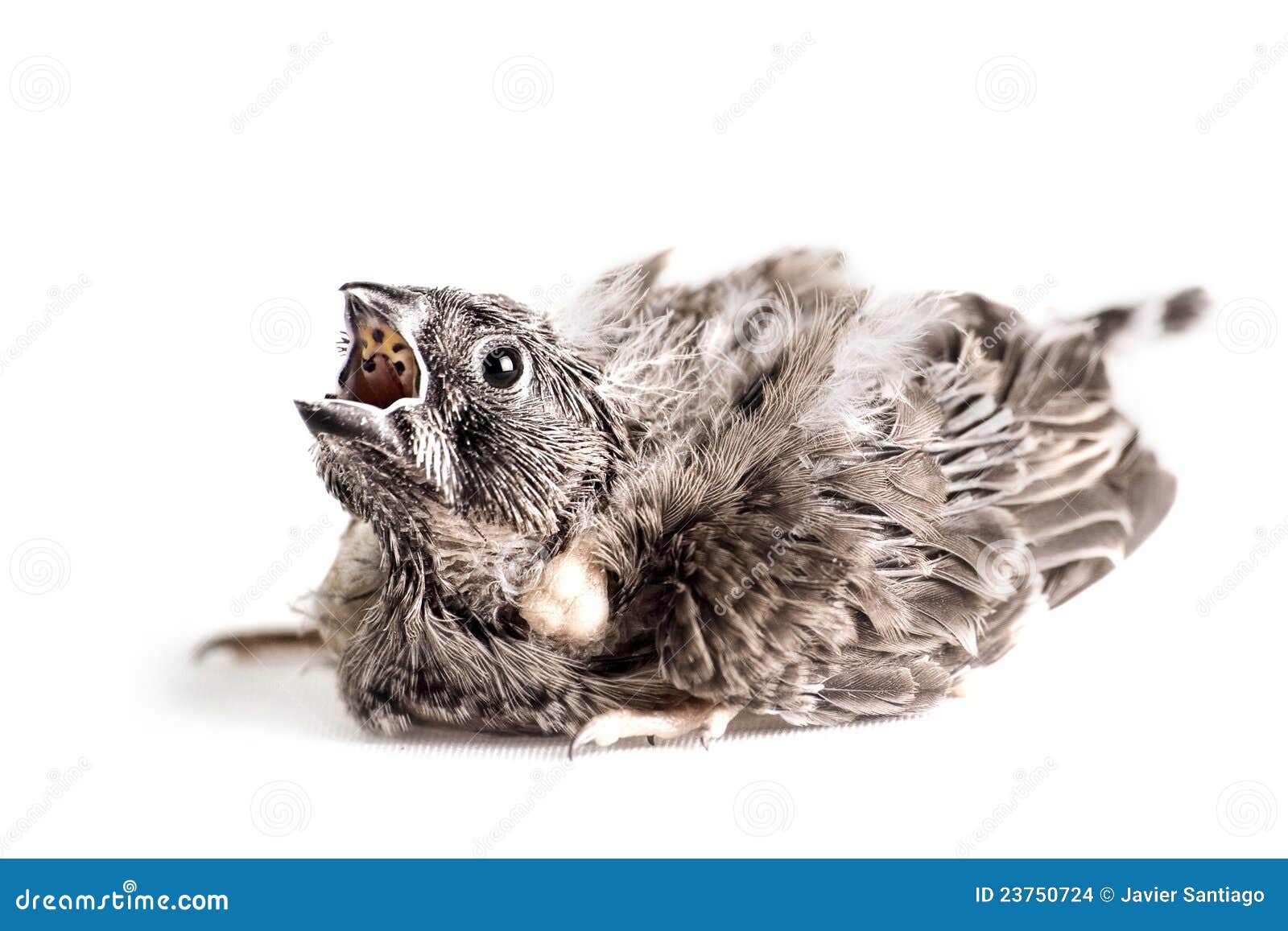 Small bird mouth open stock photo. Image of tiny, feathered - 23750724