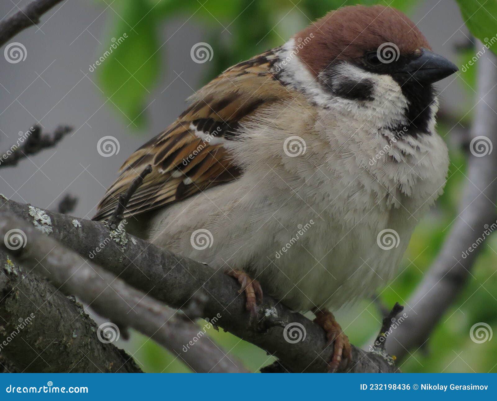A Small Bird in Nature in a Small Garden in the Village Stock Photo ...