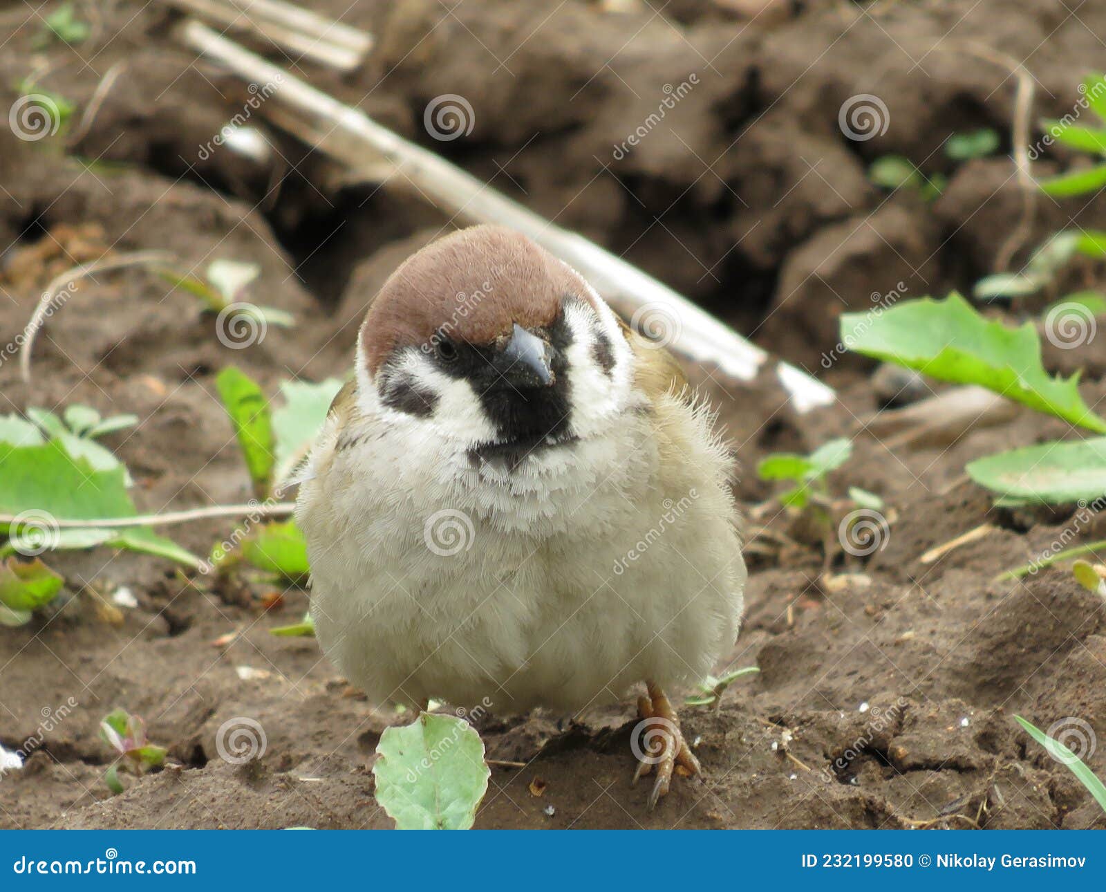 A Small Bird in Nature in a Small Garden in the Village Stock Photo ...