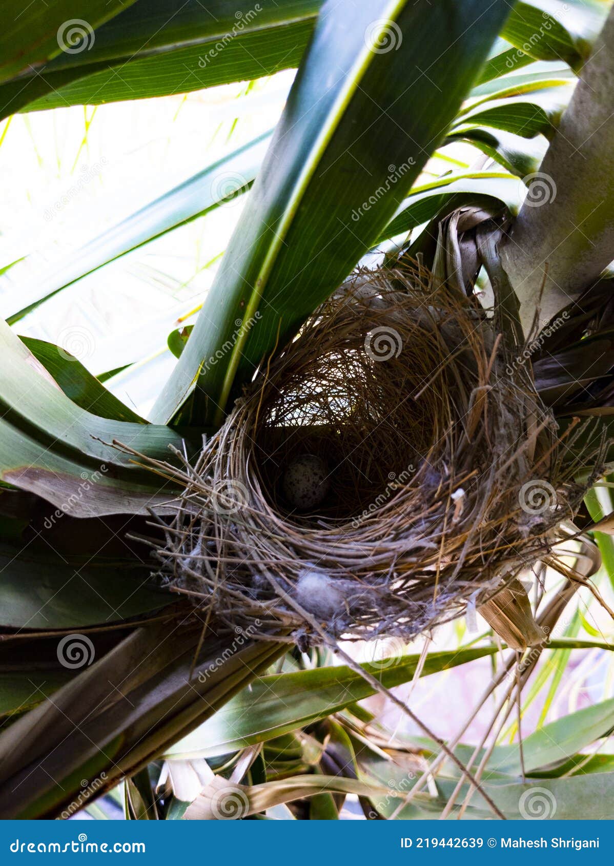Small Bird Nest with Egg Isolated on Coconut Tree Stock Image - Image ...