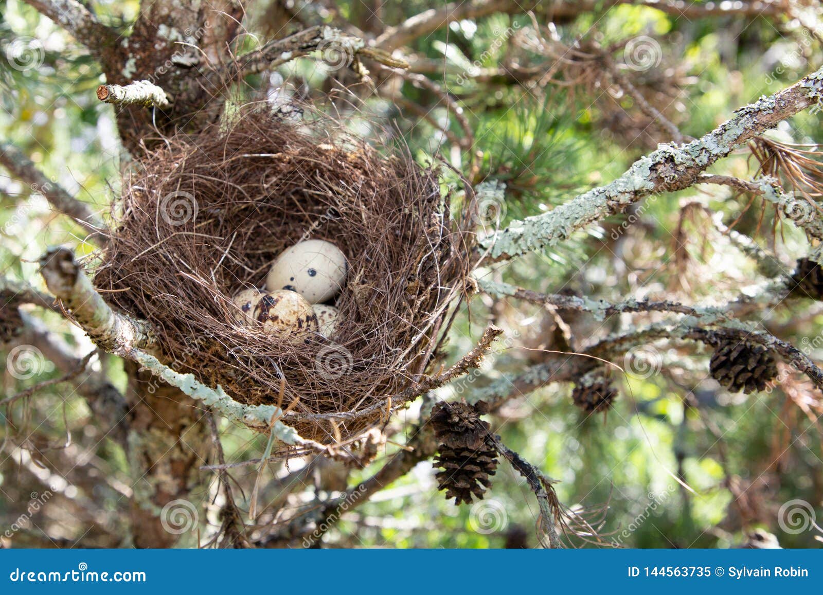 Small Bird Nest with White Eggs Stock Image - Image of branch, spring ...