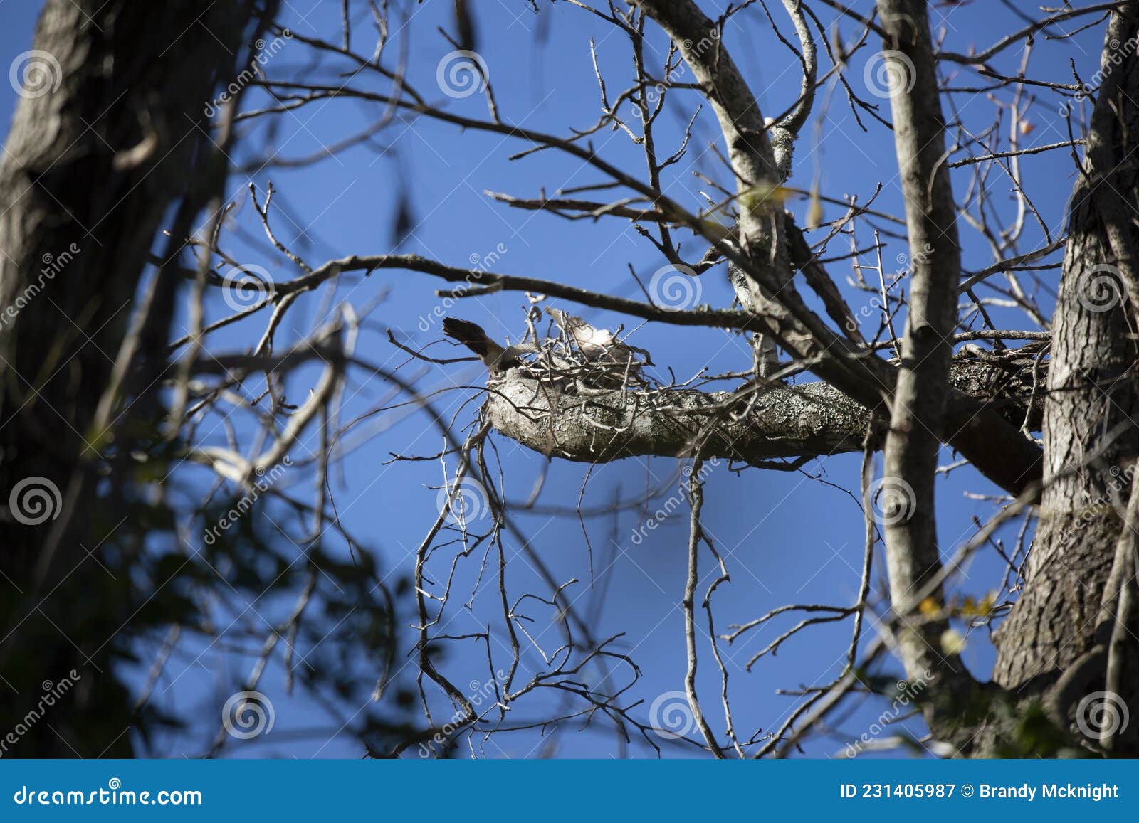 Small Bird Nest stock image. Image of ornithology, animal - 231405987