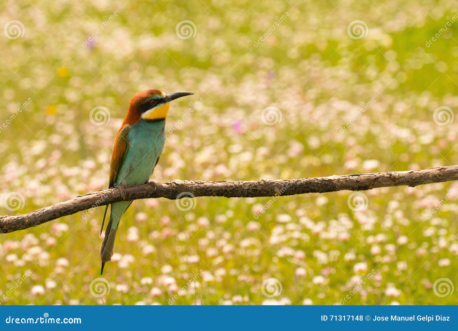 Small Bird with a Nice Plumage Stock Photo - Image of feather ...