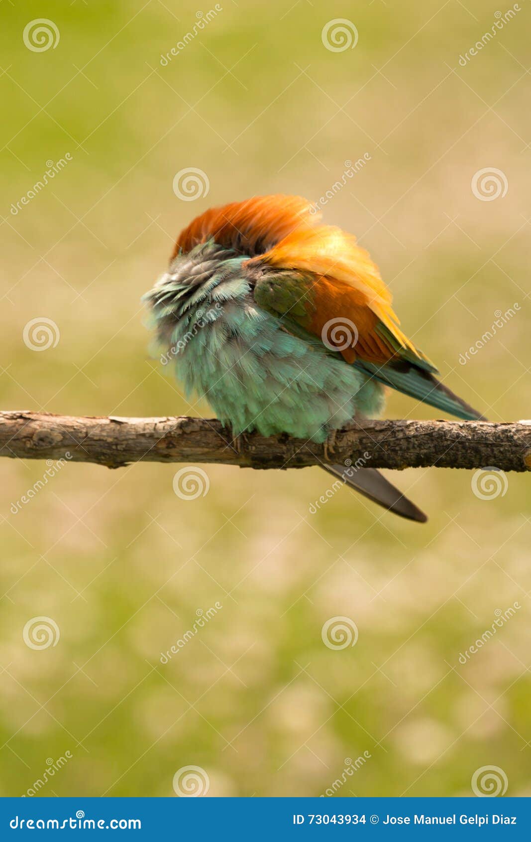 Small Bird with a Nice Plumage Sleeping Stock Photo - Image of breeding ...