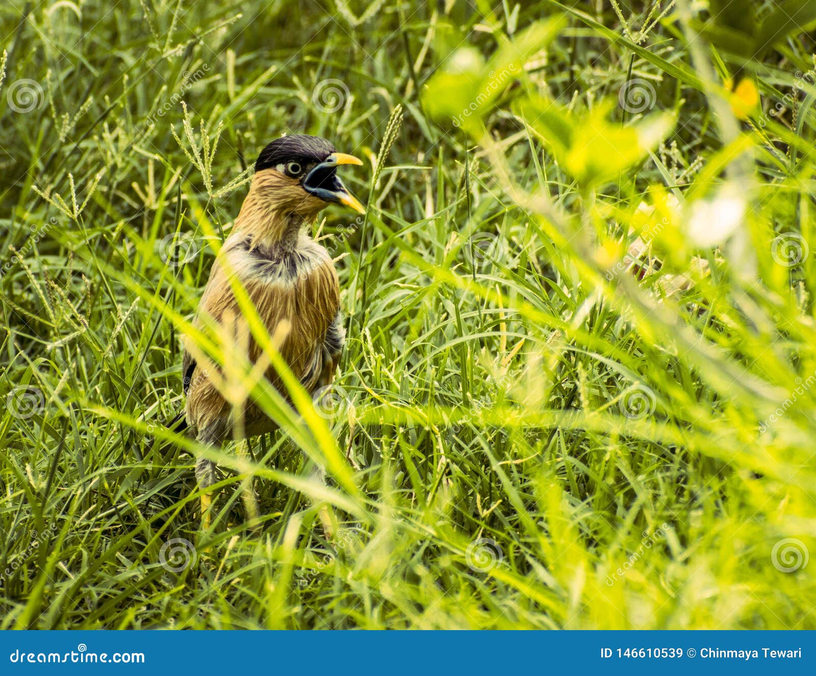 Small Bird with Open Beak in Summers Stock Image - Image of grass ...