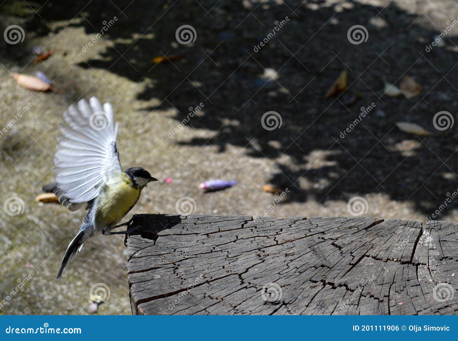 Small Bird with Outstretched Wings Stock Photo - Image of bird, small ...