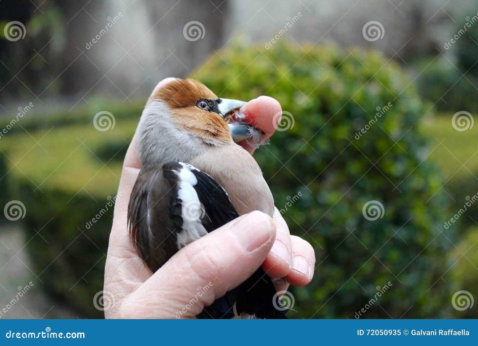Small Bird Pecks the Finger of a Man S Hand Stock Image - Image of hand ...