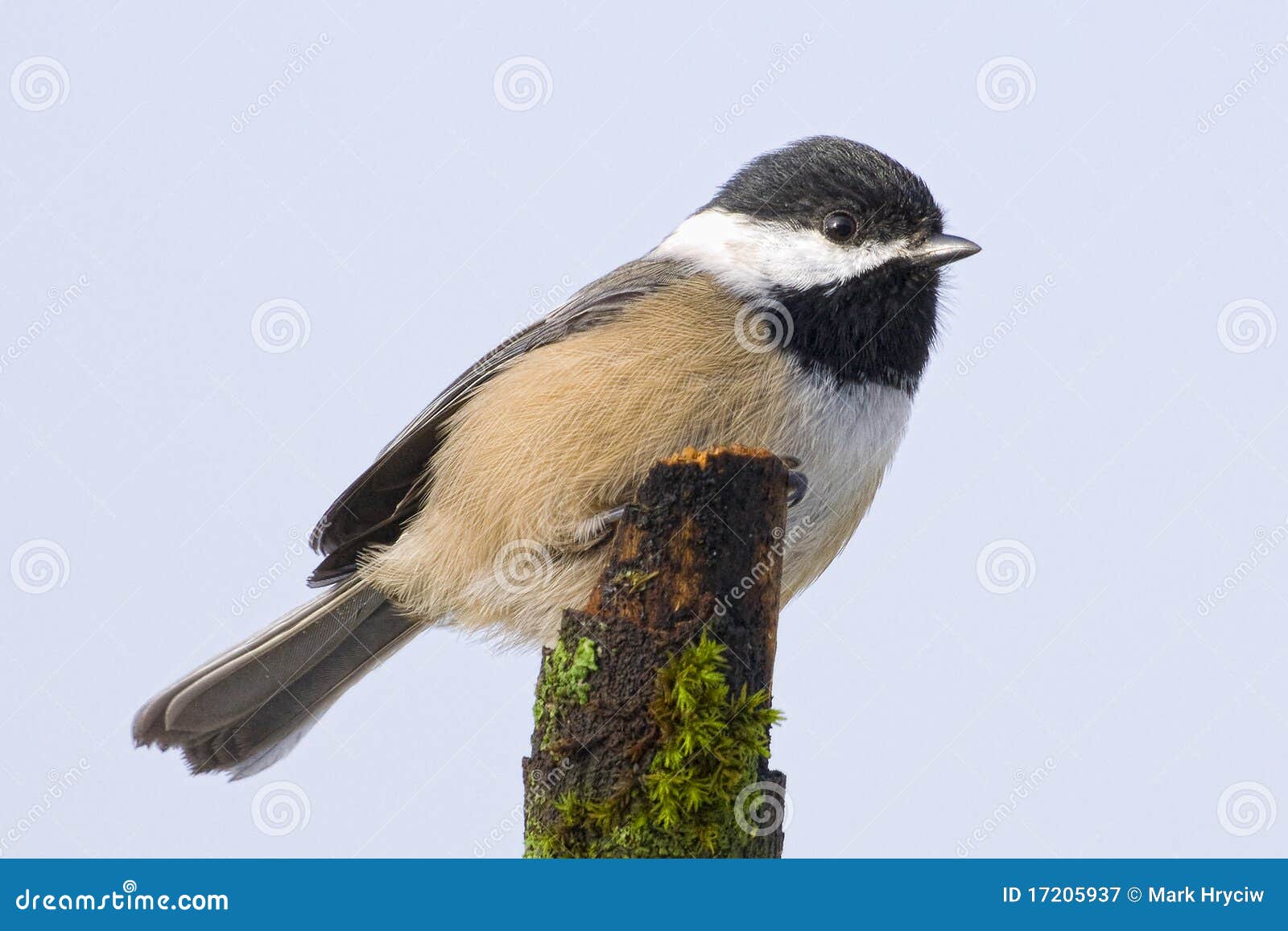 Small Bird Perched stock image. Image of capped, feathers - 17205937